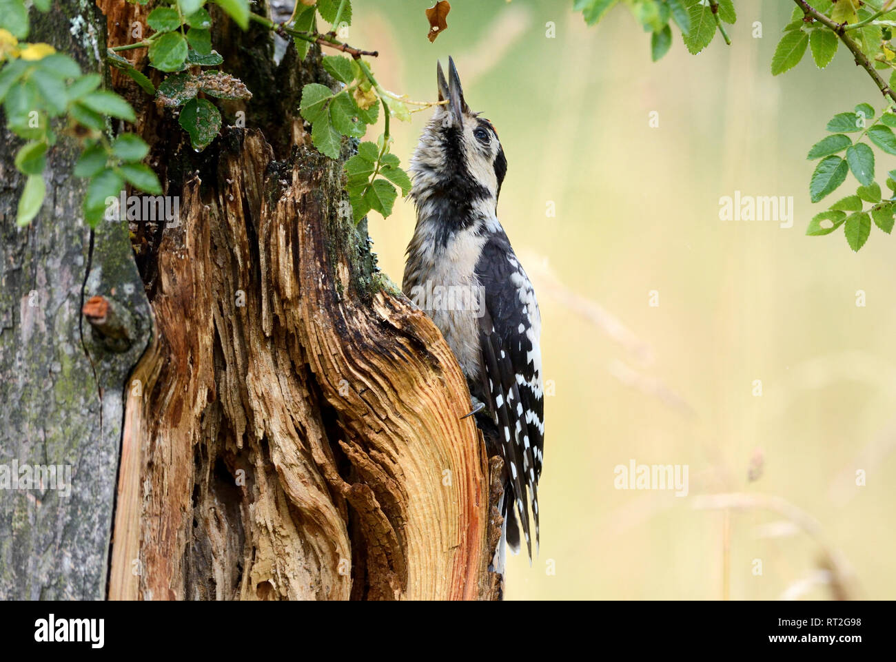 Spotted woodpecker, spotted woodpeckers, real woodpeckers, big spotted ...