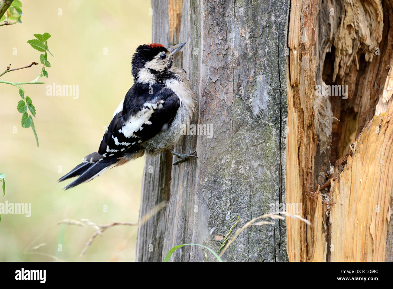 Spotted woodpecker, spotted woodpeckers, real woodpeckers, big spotted ...