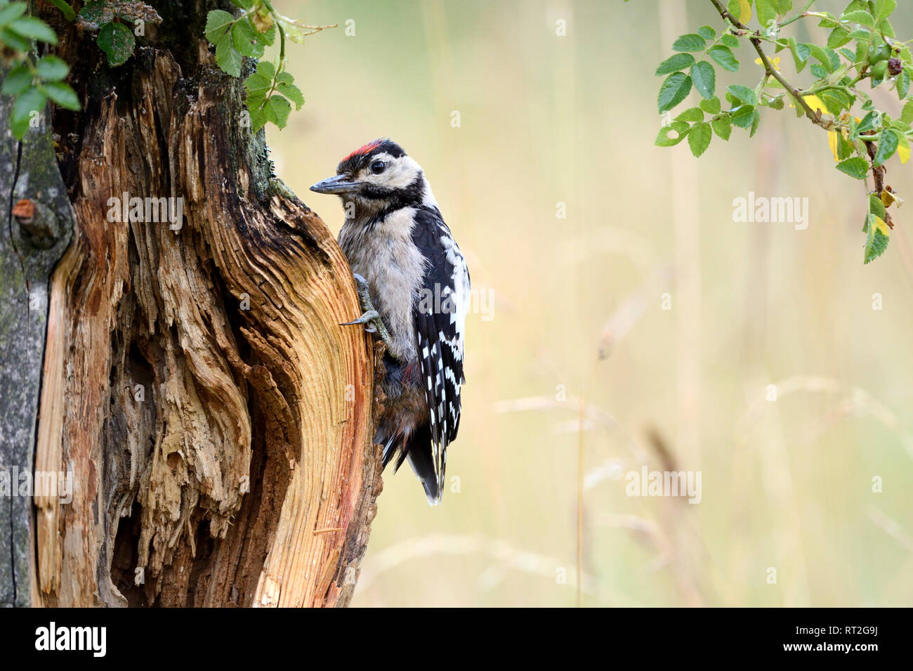 Spotted woodpecker, spotted woodpeckers, real woodpeckers, big spotted ...