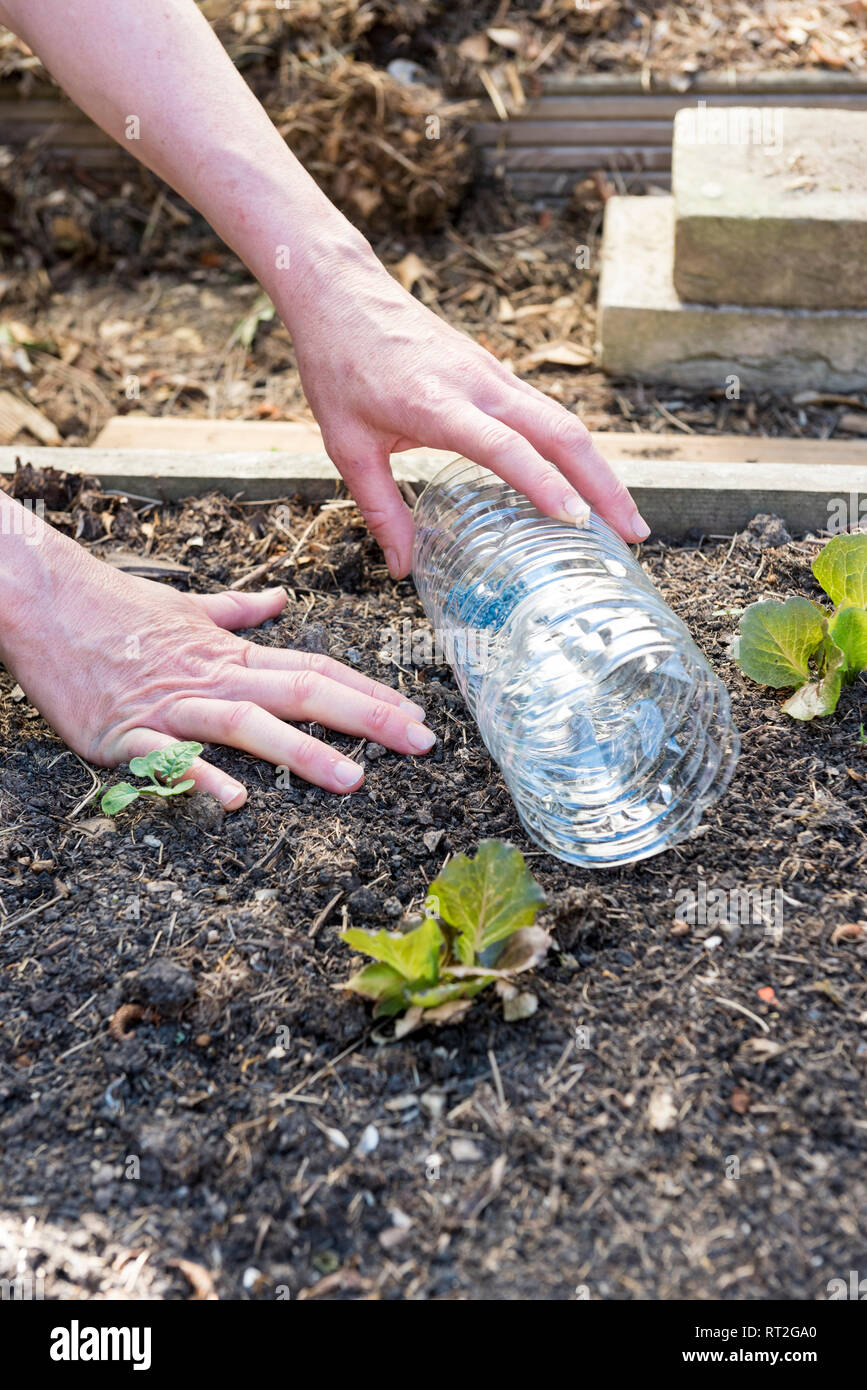 Realization of a slug trap with metaldehyde granules. Place the toxic ...