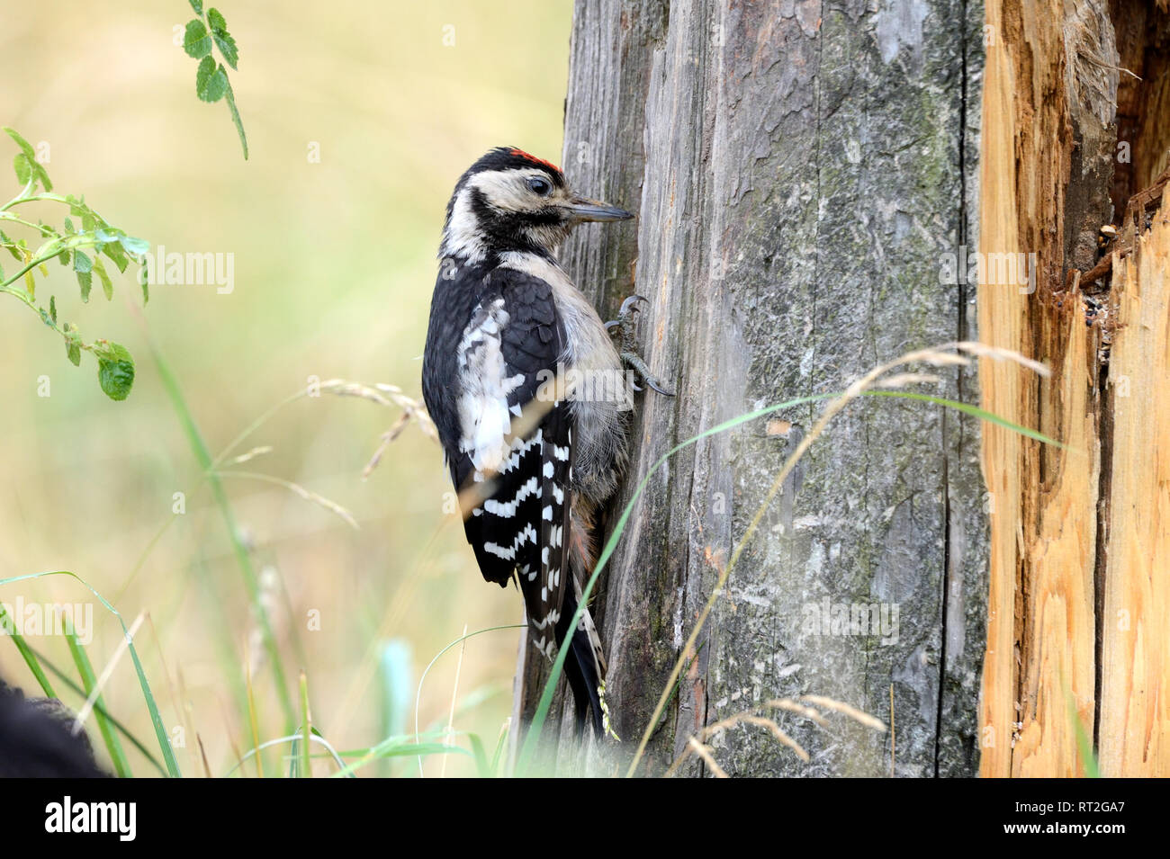 Spotted woodpecker, spotted woodpeckers, real woodpeckers, big spotted ...