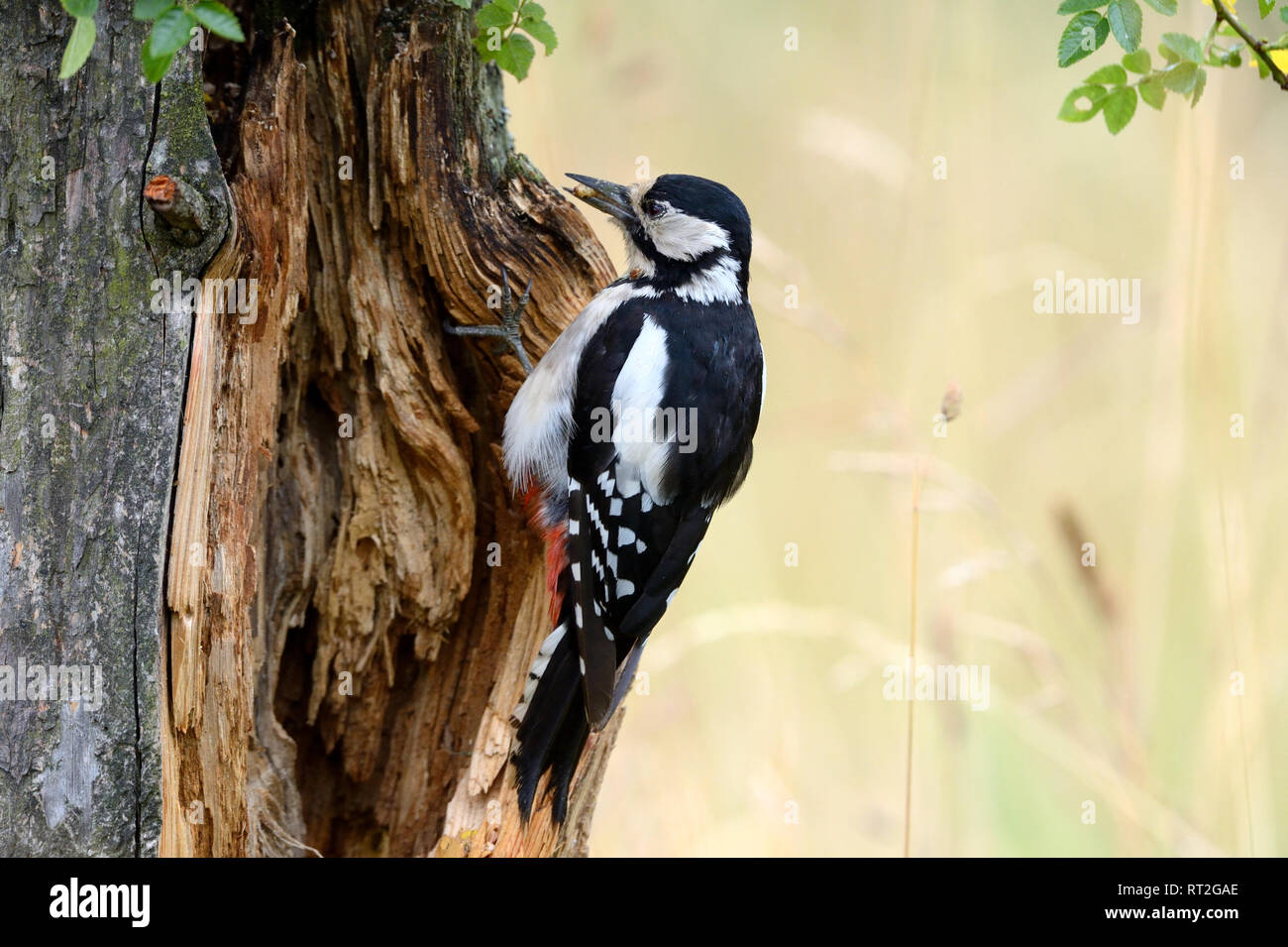 Spotted woodpecker, spotted woodpeckers, real woodpeckers, big spotted ...