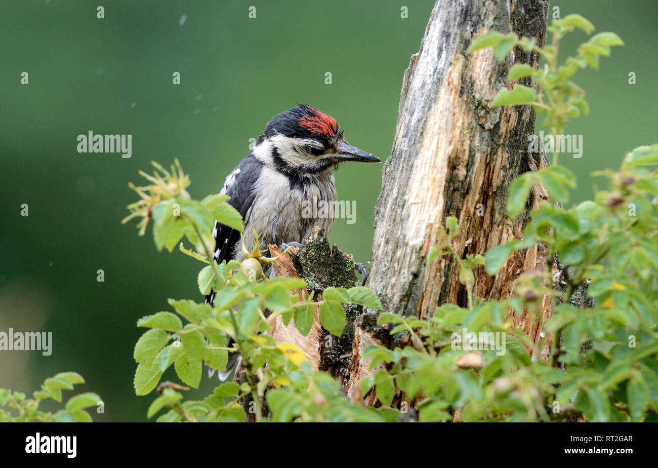 Spotted woodpecker, spotted woodpeckers, real woodpeckers, big spotted ...