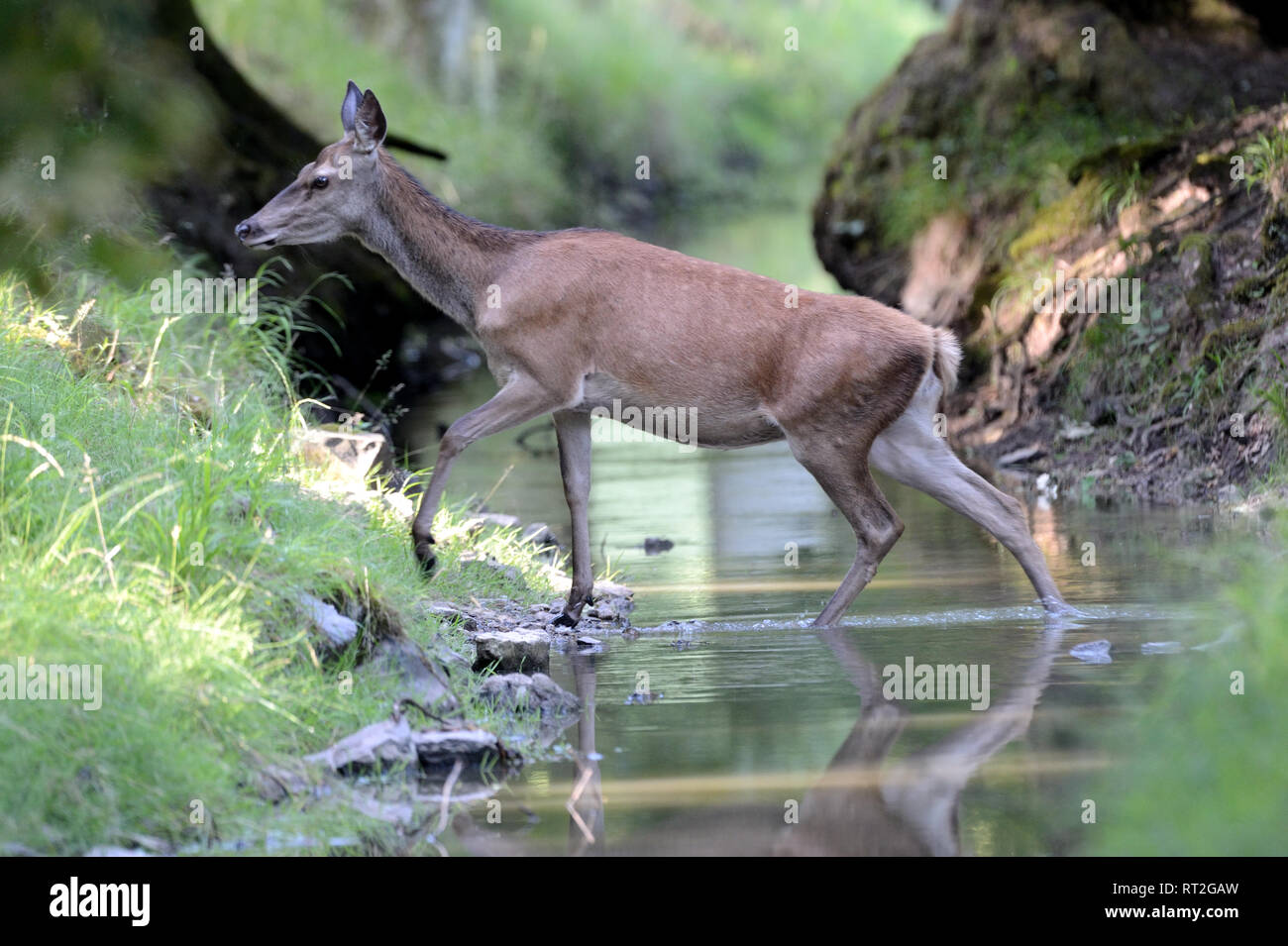 Cerviden, Cervus elaphus, local game, Endemically, antlers, antler ...