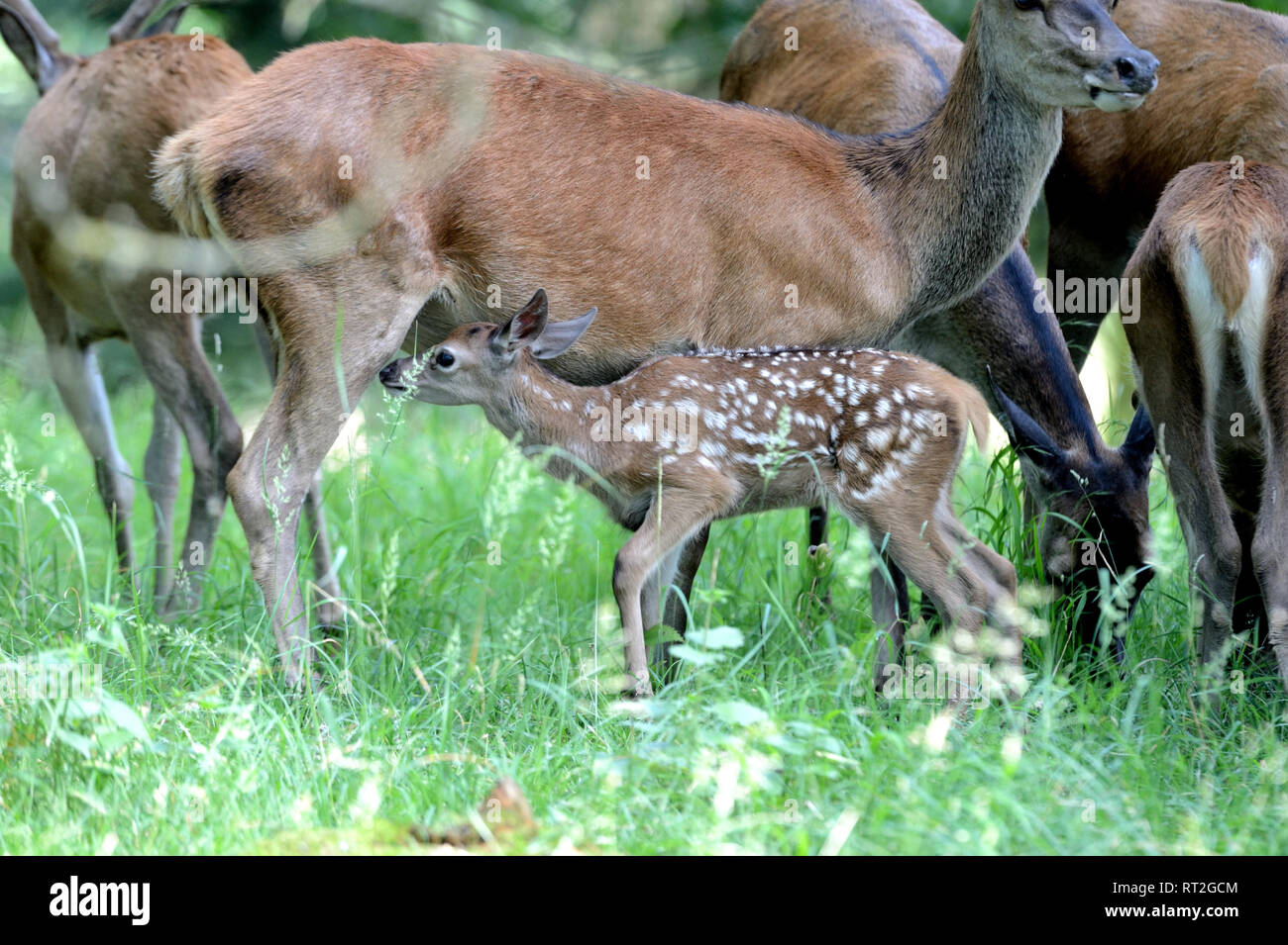 Cerviden, Cervus elaphus, local game, Endemically, antlers, antler ...