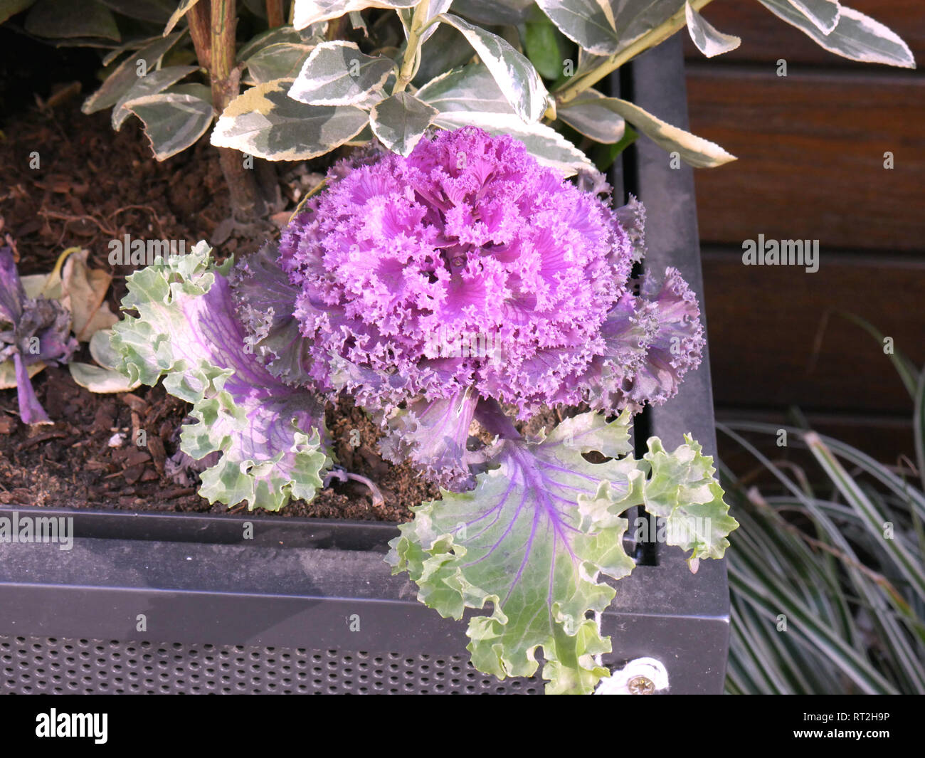 Ornamental Cabbage planted in metal planter Stock Photo - Alamy