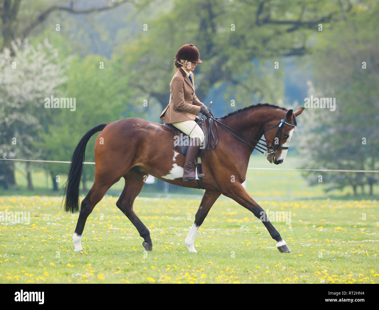 A plaited coloured horse being ridden in the show ring Stock Photo - Alamy