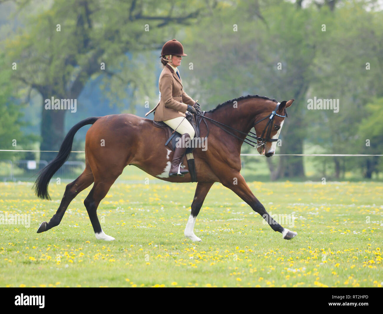 A plaited coloured horse being ridden in the show ring Stock Photo - Alamy