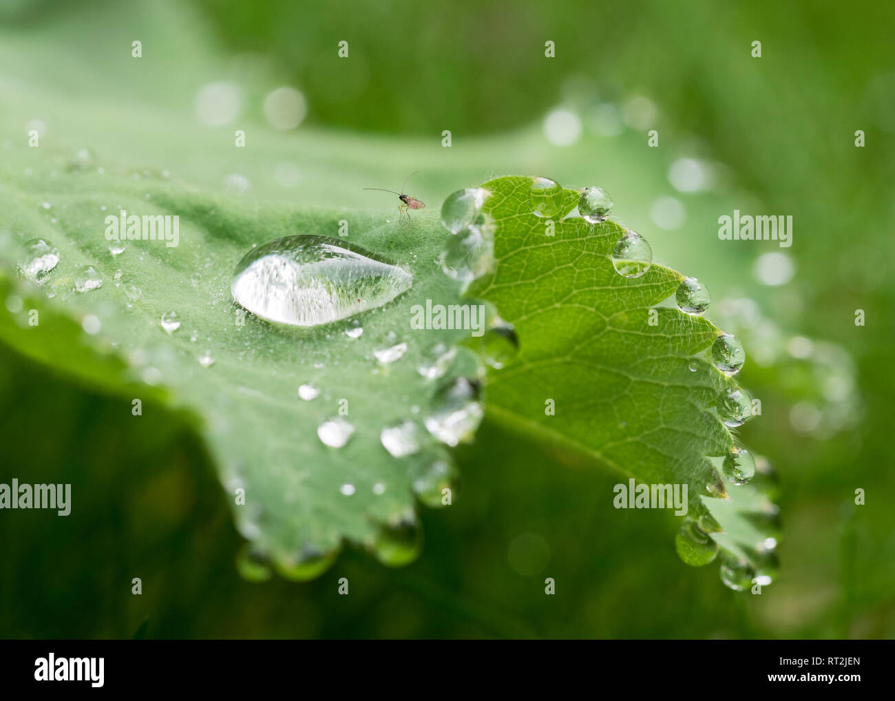 A full frame macro close up close-up detail of dew rain drops on ...