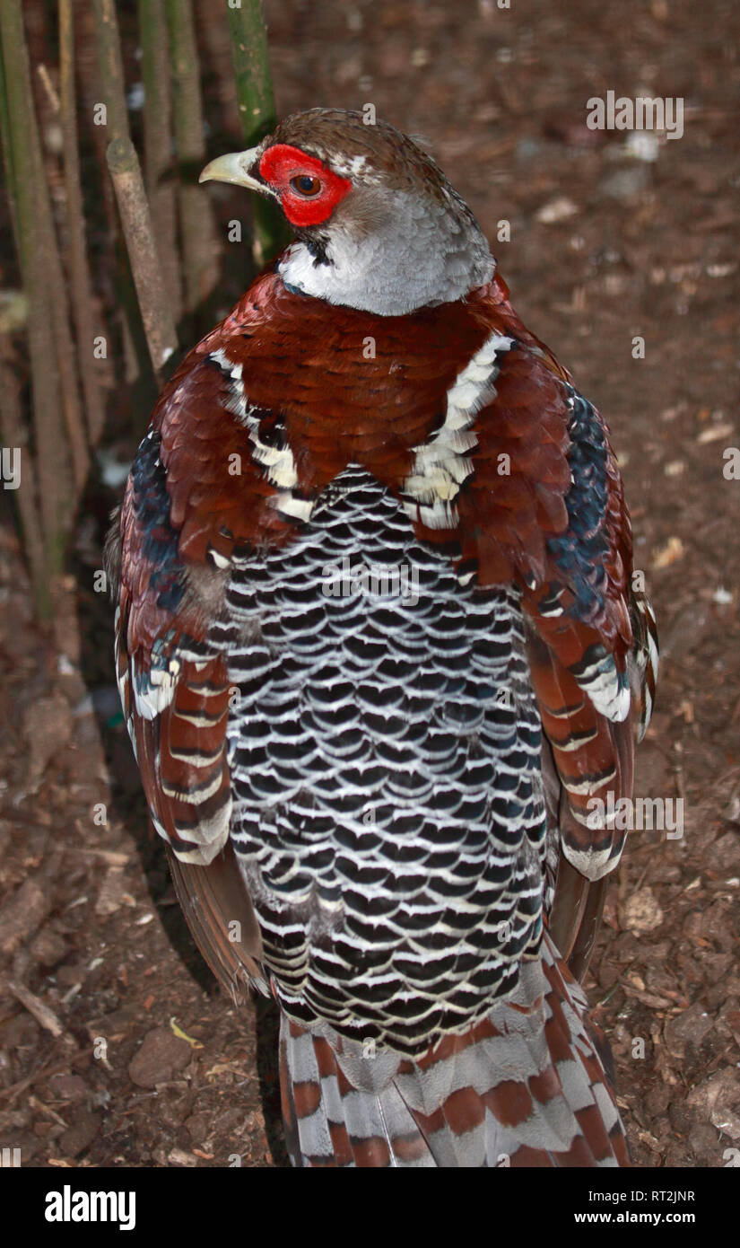 Elliot's Pheasant (syrmaticus ellioti Stock Photo - Alamy