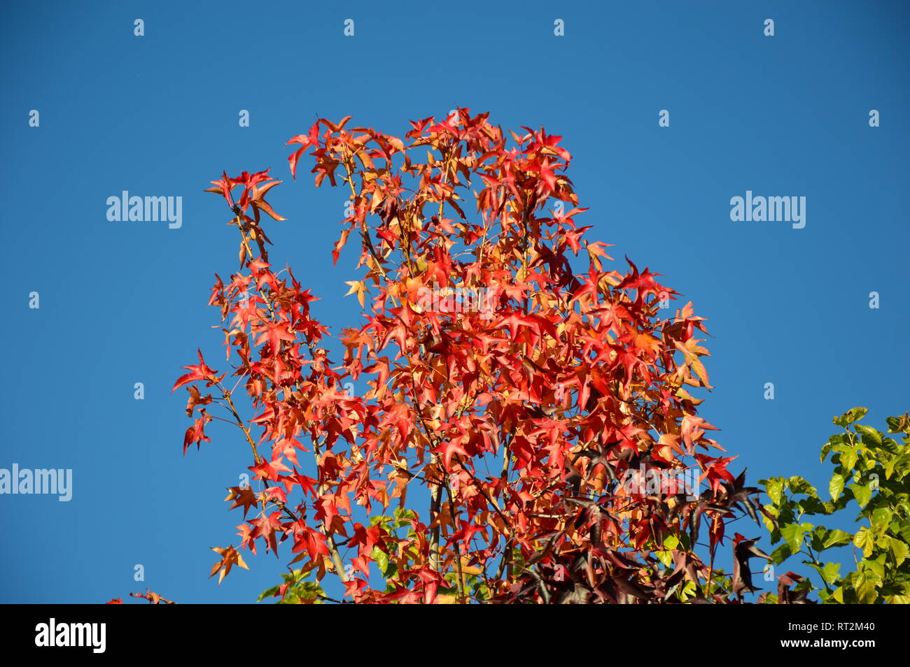 A Autumn tree with blue sky background Stock Photo - Alamy