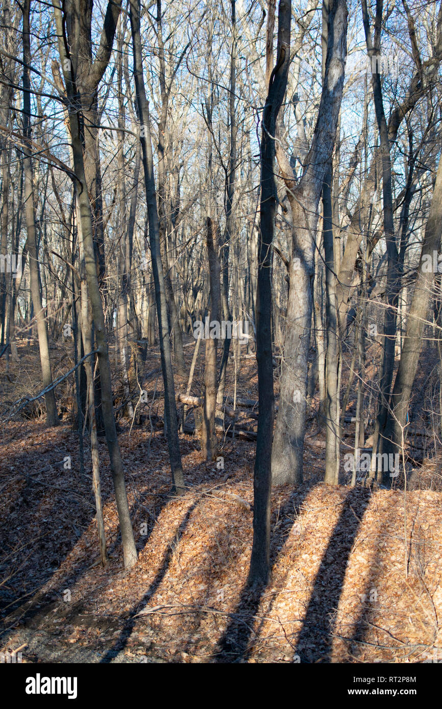 Trees with shadows Stock Photo - Alamy