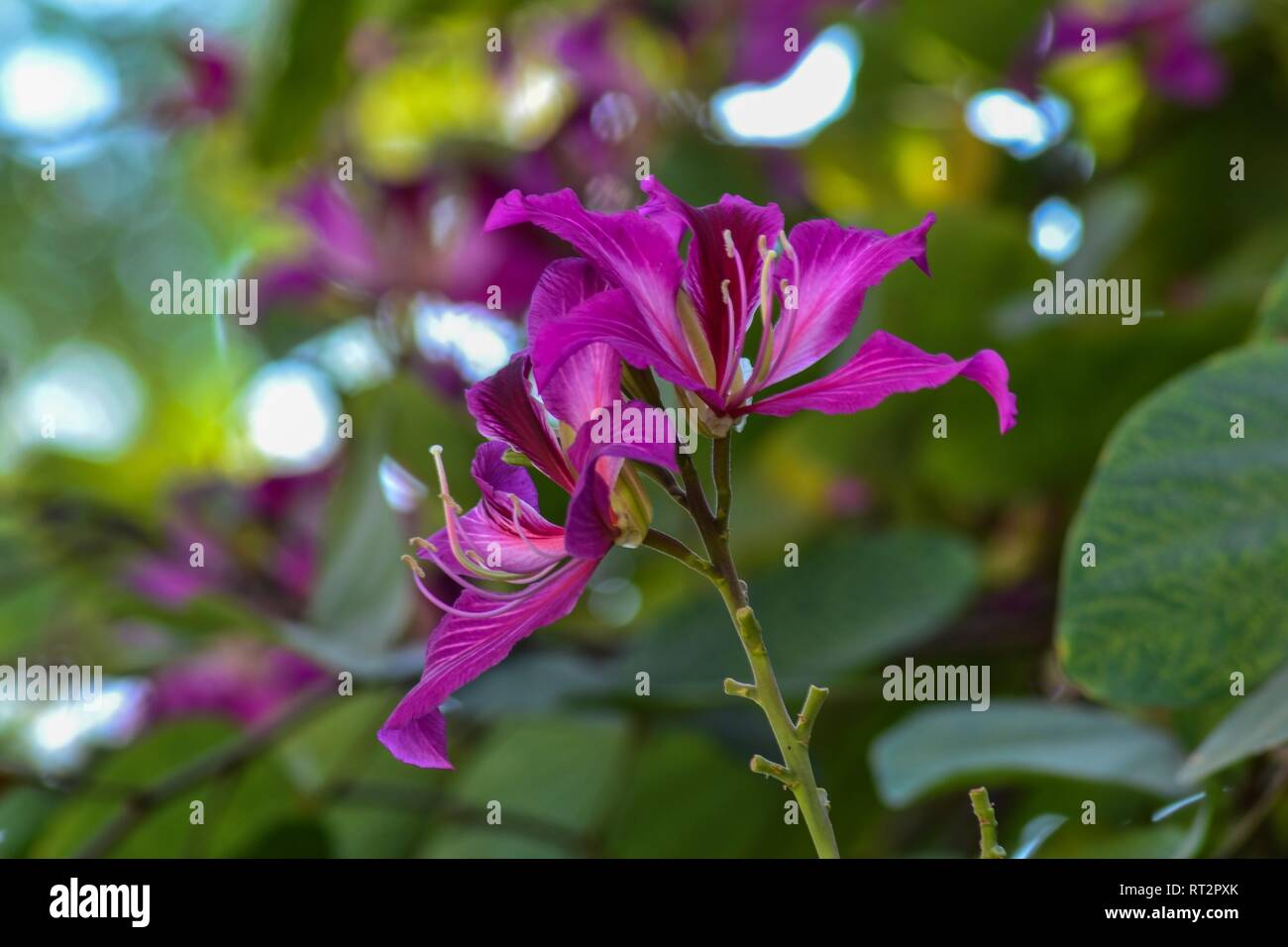 Purple orchid flowers/ Bauhinia purpurea in the garden Stock Photo - Alamy