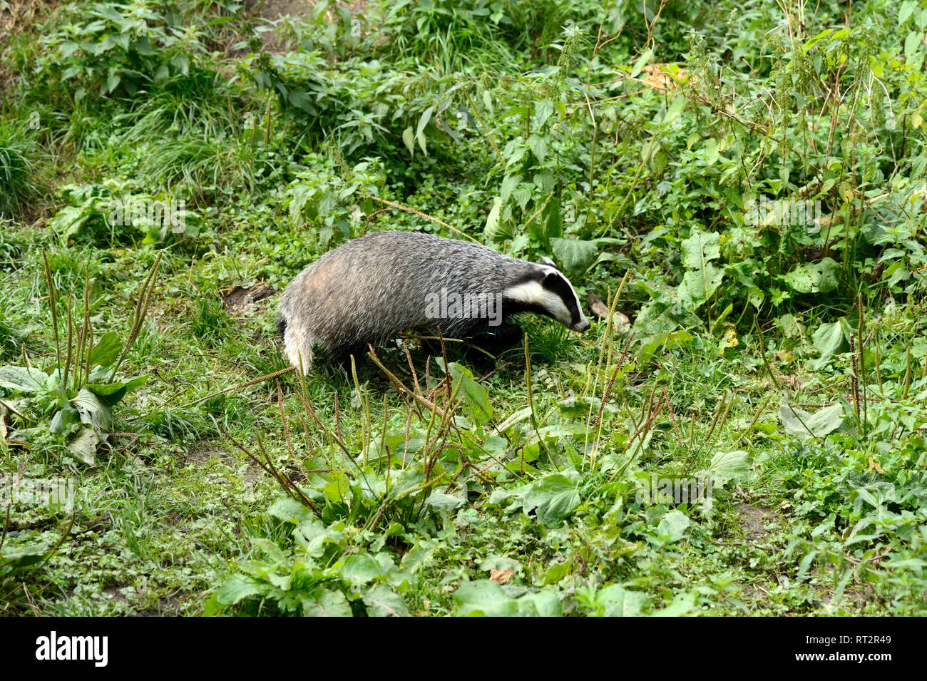 Masters grimbart hi-res stock photography and images - Alamy