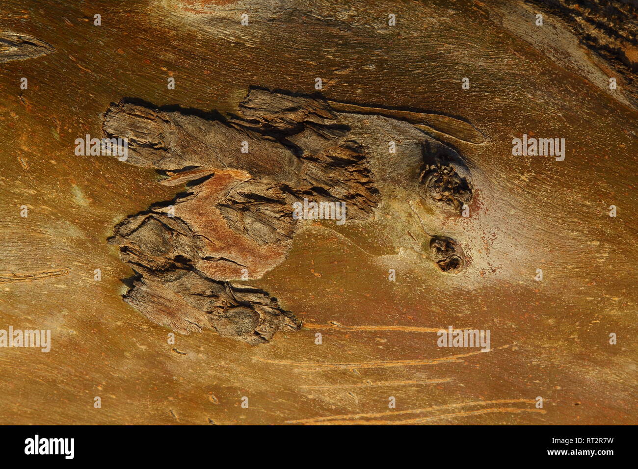 Wooden Texture Background.Cropped Shot Of A Textured Background. Tree ...