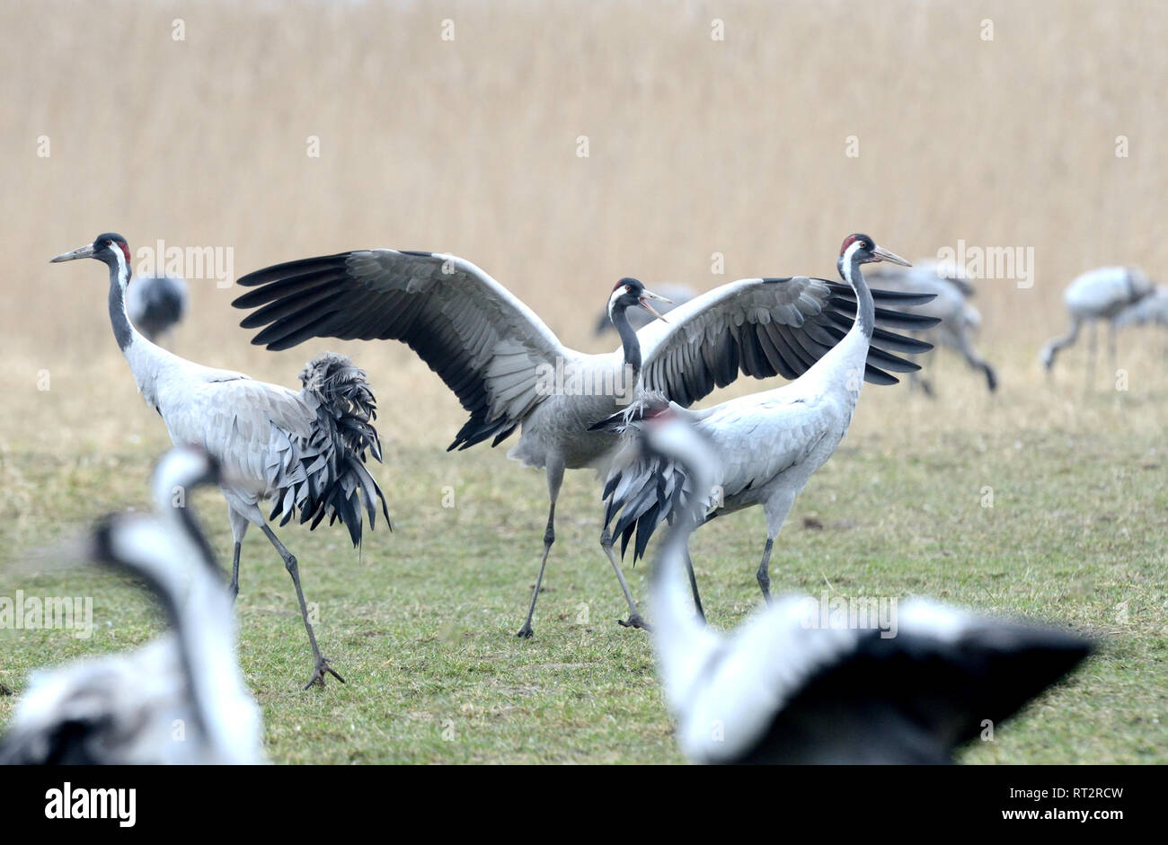 Real cranes hi-res stock photography and images - Alamy