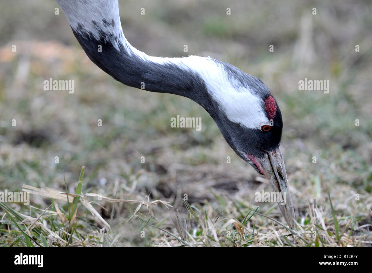 Real cranes hi-res stock photography and images - Alamy