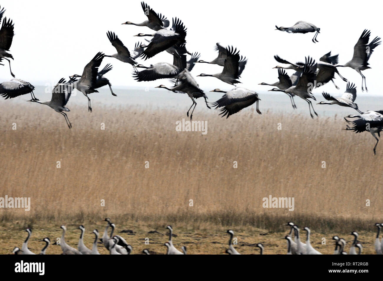 Birds with train hi-res stock photography and images - Alamy