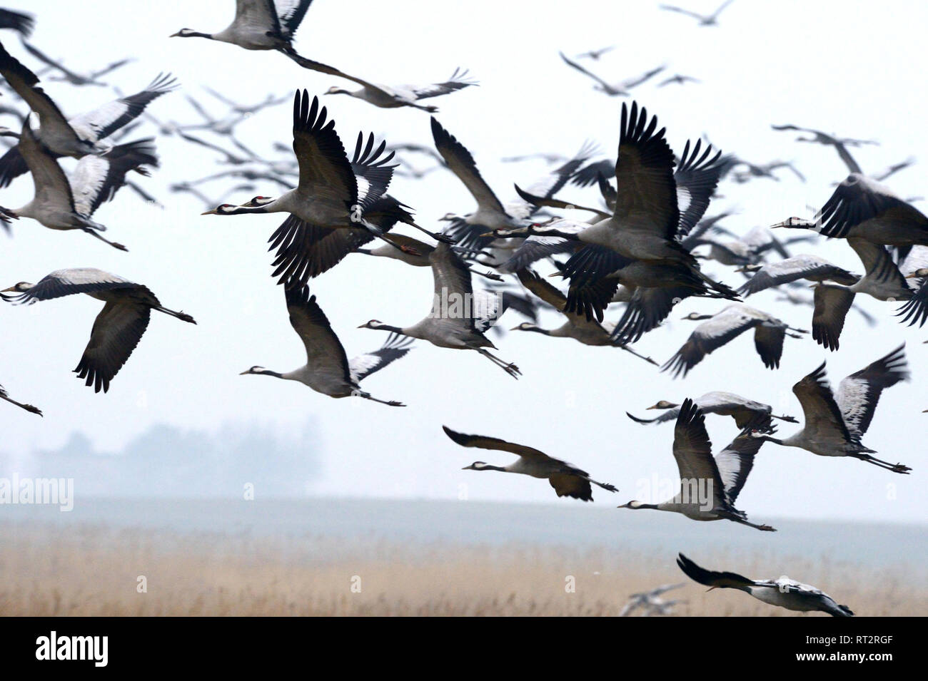 Real cranes hi-res stock photography and images - Alamy