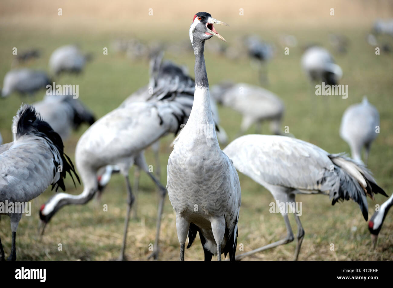 Real cranes, grey cranes, Grus grus, crane, cranes, crane's birds ...