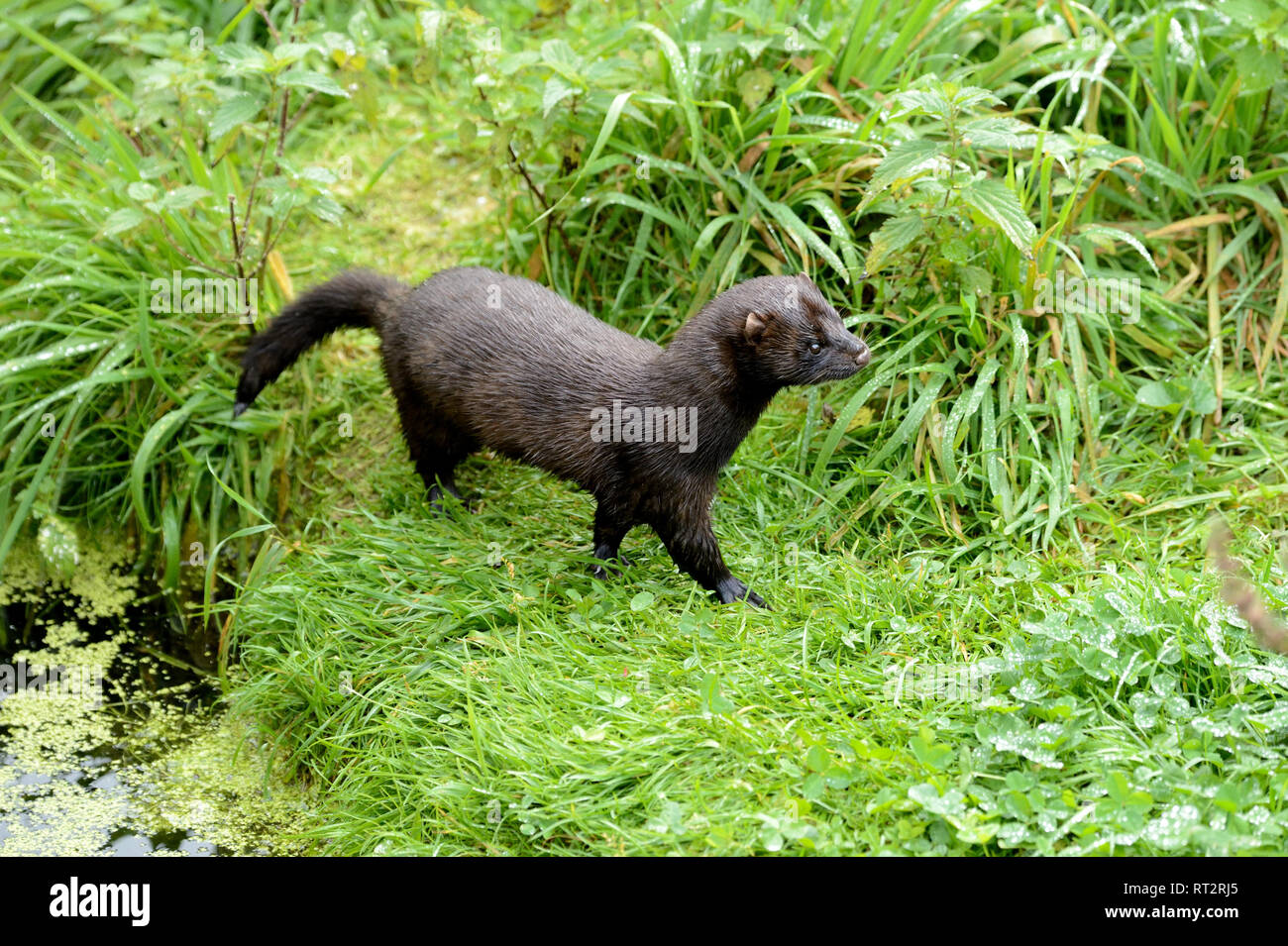 Wild american mink mustela vison hi-res stock photography and images ...