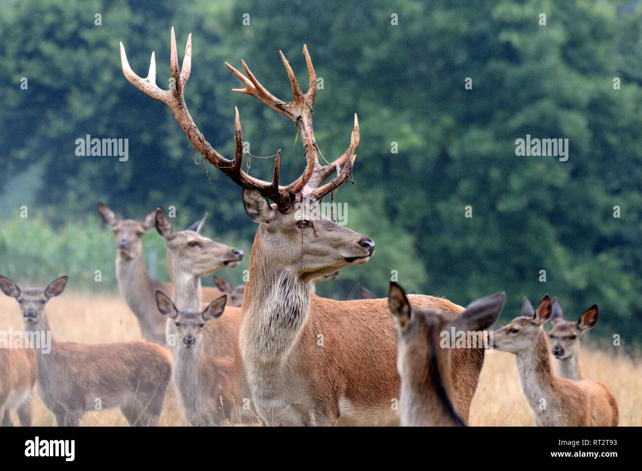 Pendulous phloem skin hi-res stock photography and images - Alamy