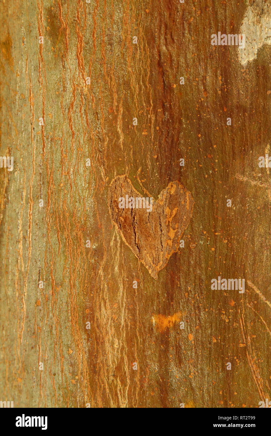 Wooden Texture Background.Cropped Shot Of A Textured Background. Tree ...