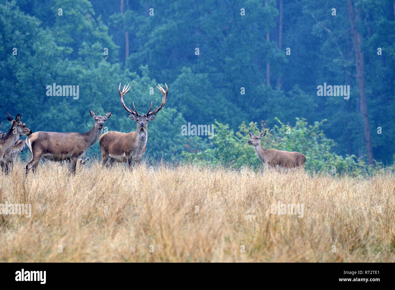 Cerviden, Cervus elaphus, local game, Gefege, antlers, antler bearer ...