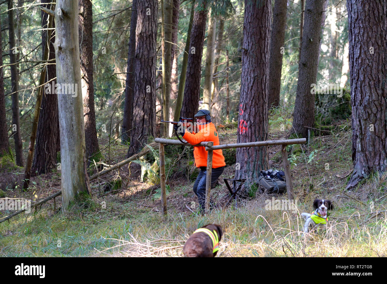 Autumnal driven hunt for red deer hi-res stock photography and images ...