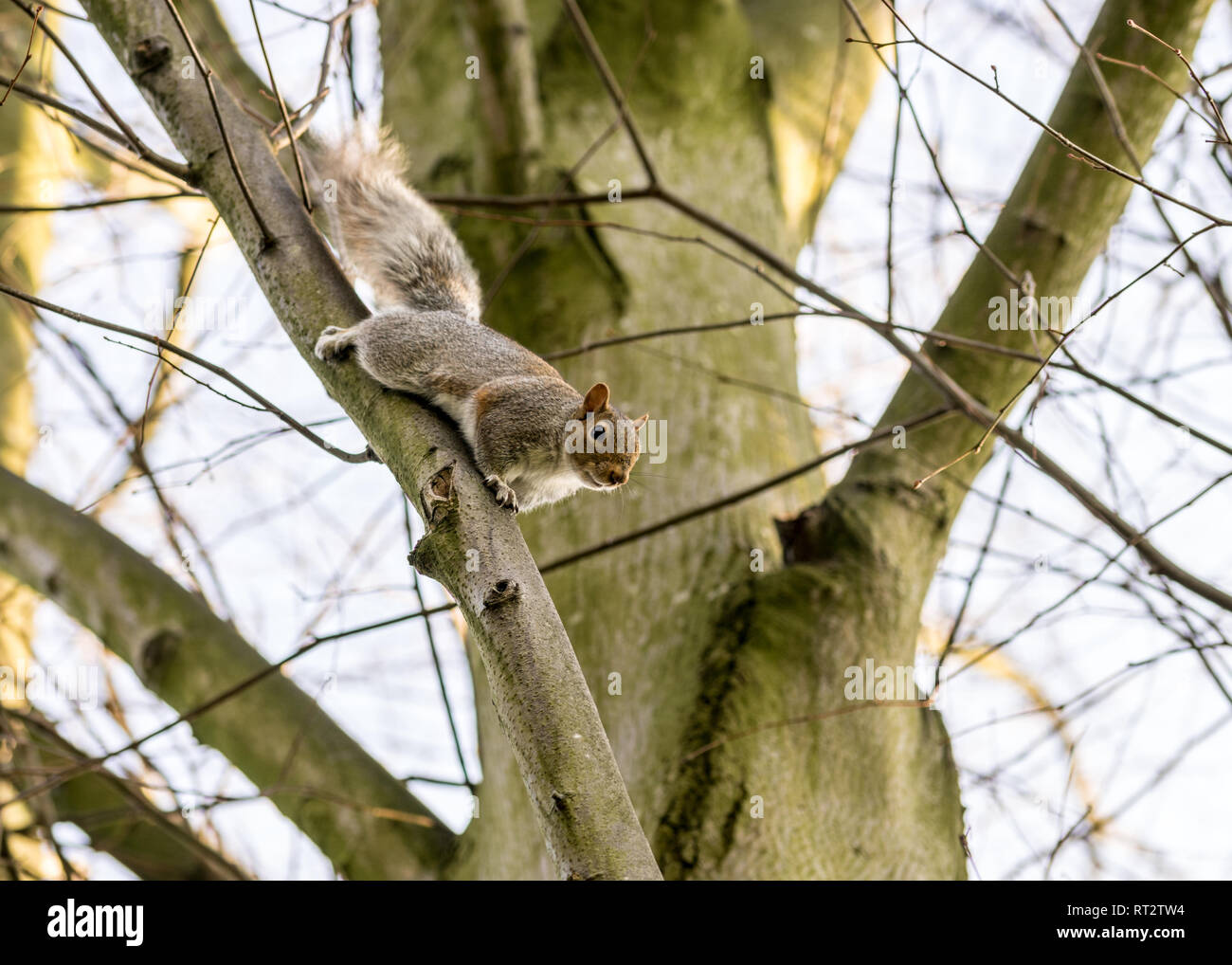 Grey squirrel in winter on tree hi-res stock photography and images - Alamy