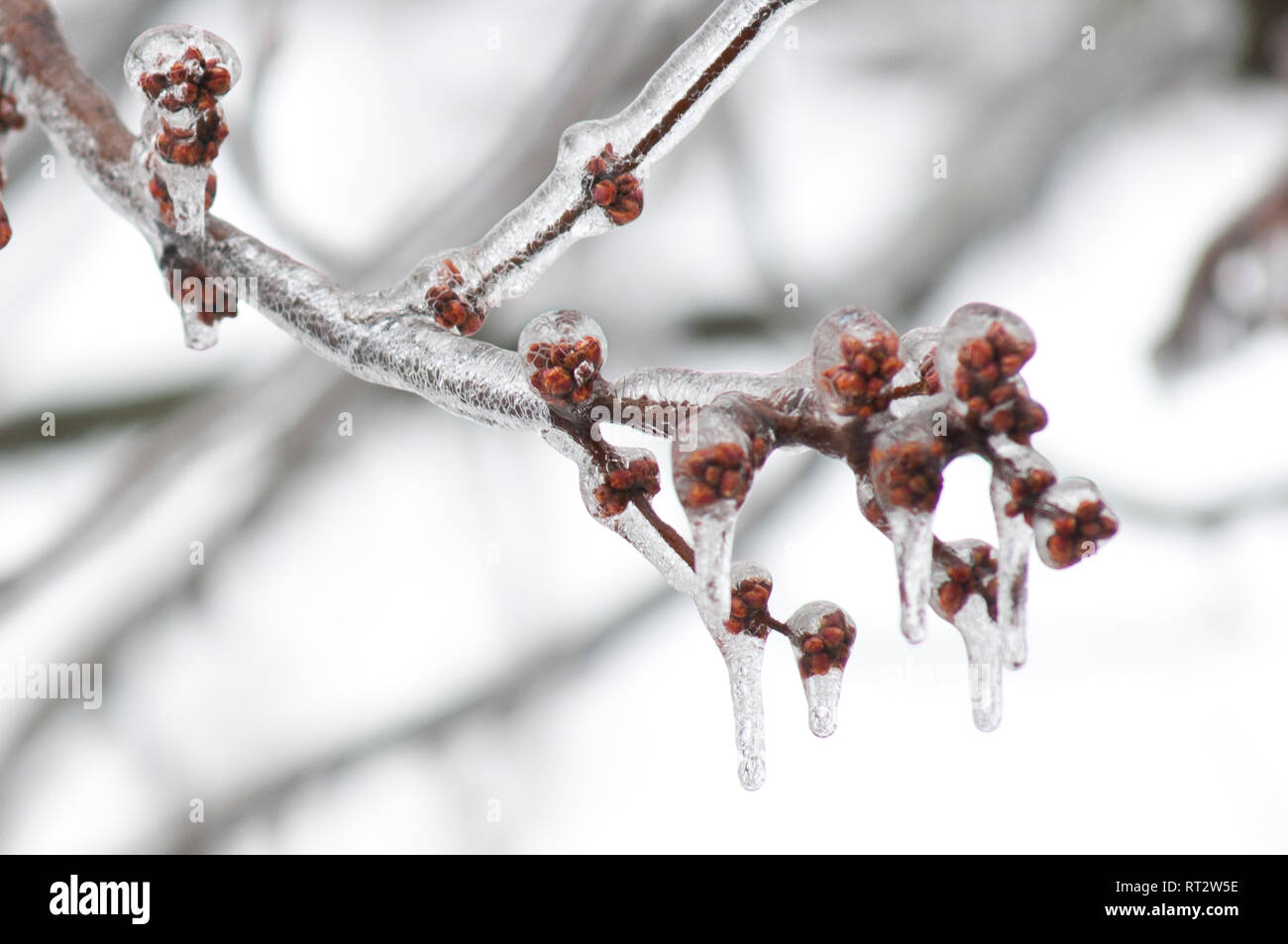 Ice frozen tree hi-res stock photography and images - Alamy