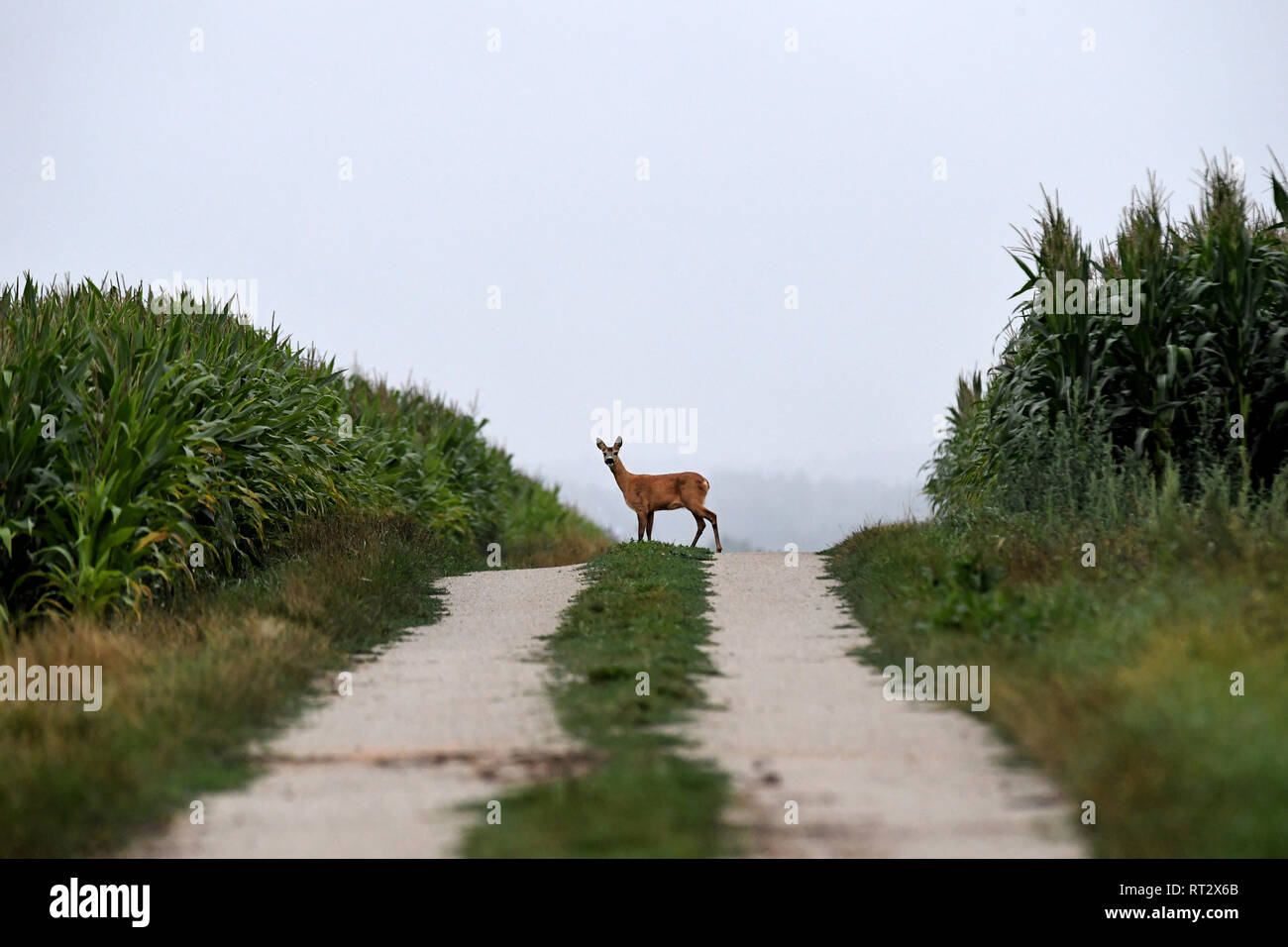 Roe corn hi-res stock photography and images - Alamy