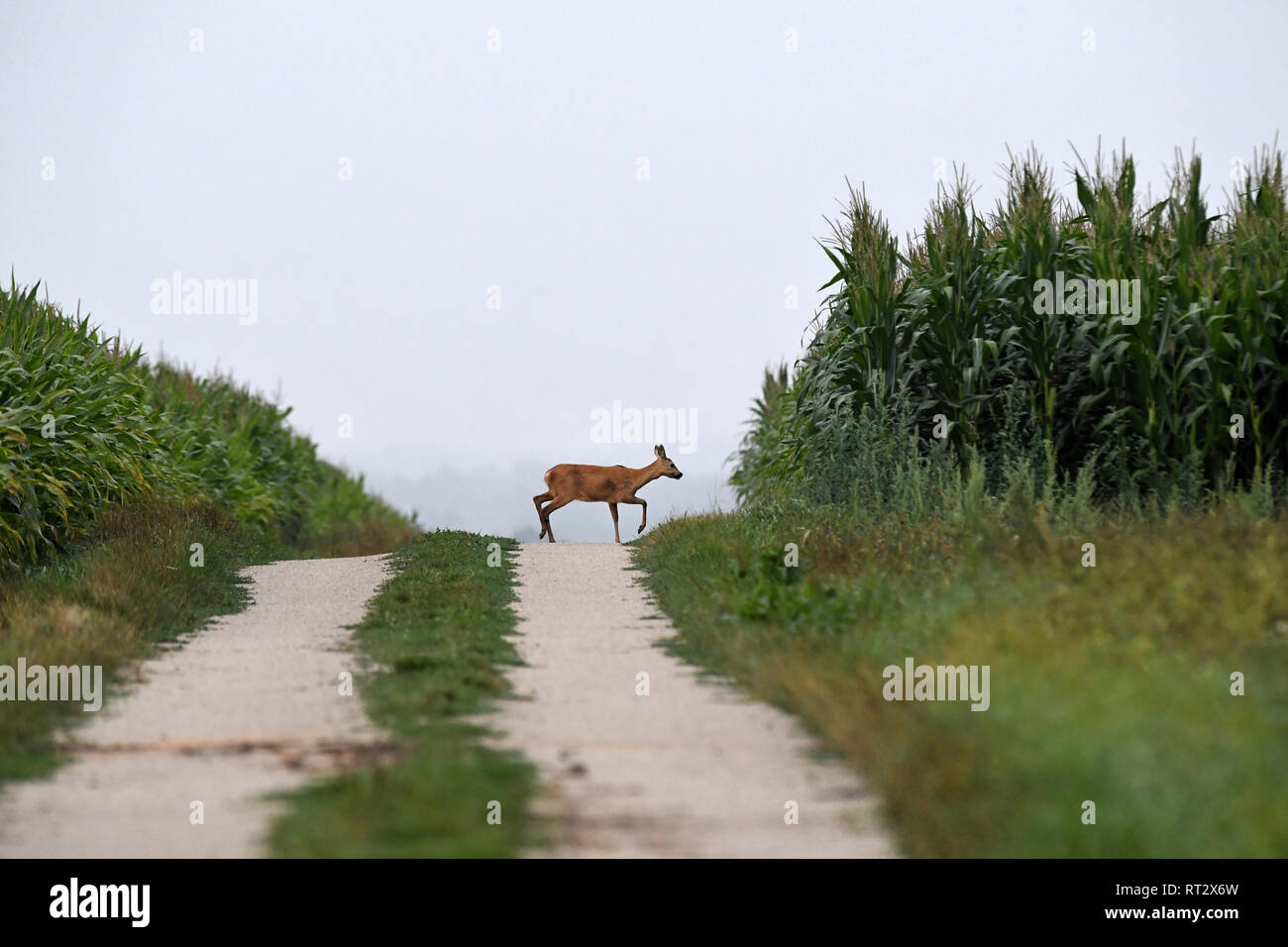 Capreolus capreolus, local animals, endemic animals, field roe deer ...