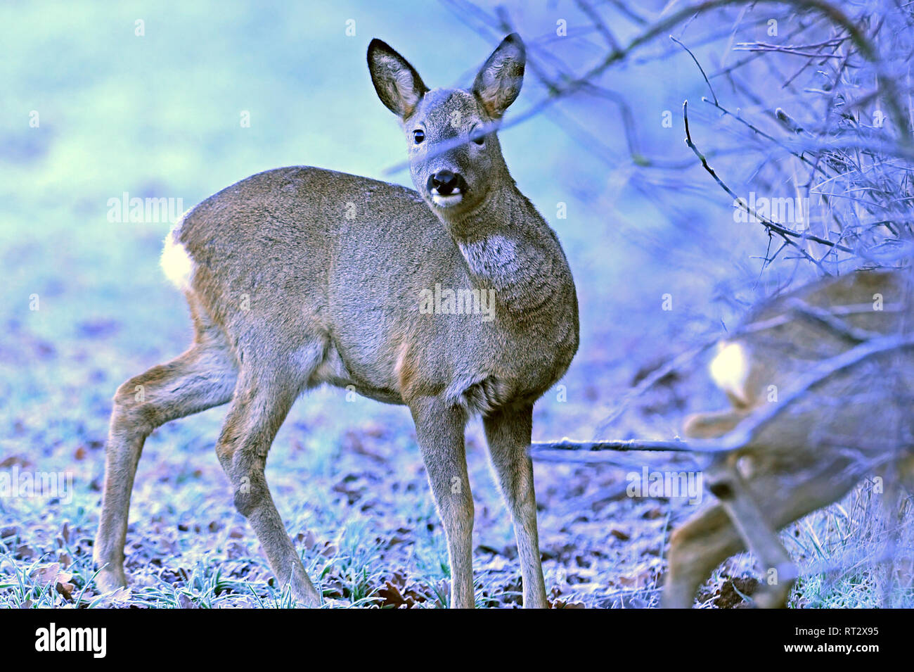 Capreolus capreolus, European roe deer, field roe deer, field roe deer ...
