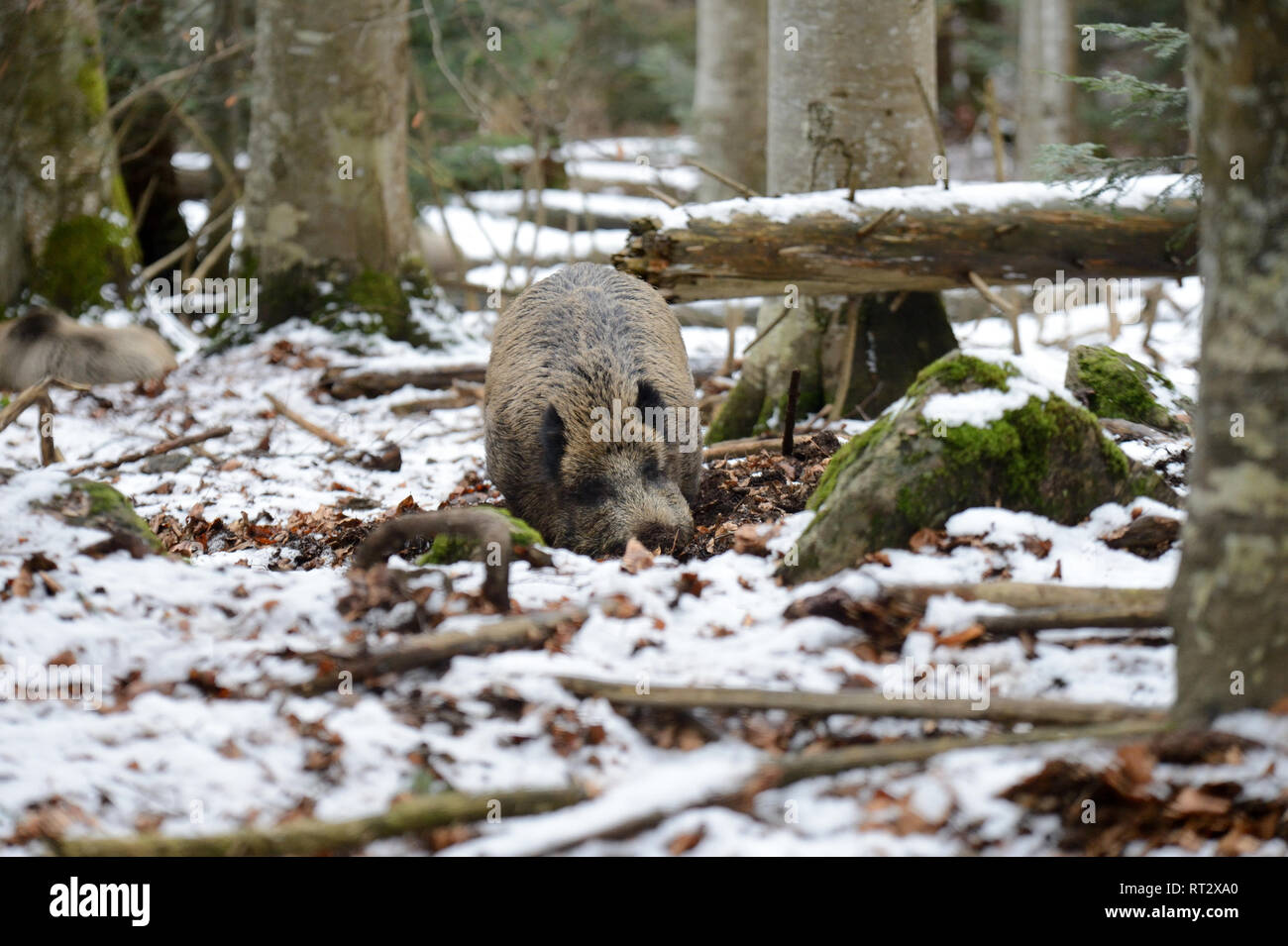 Pigs, real pigs, cloven-hoofed animals, sow, making a mess, making a ...