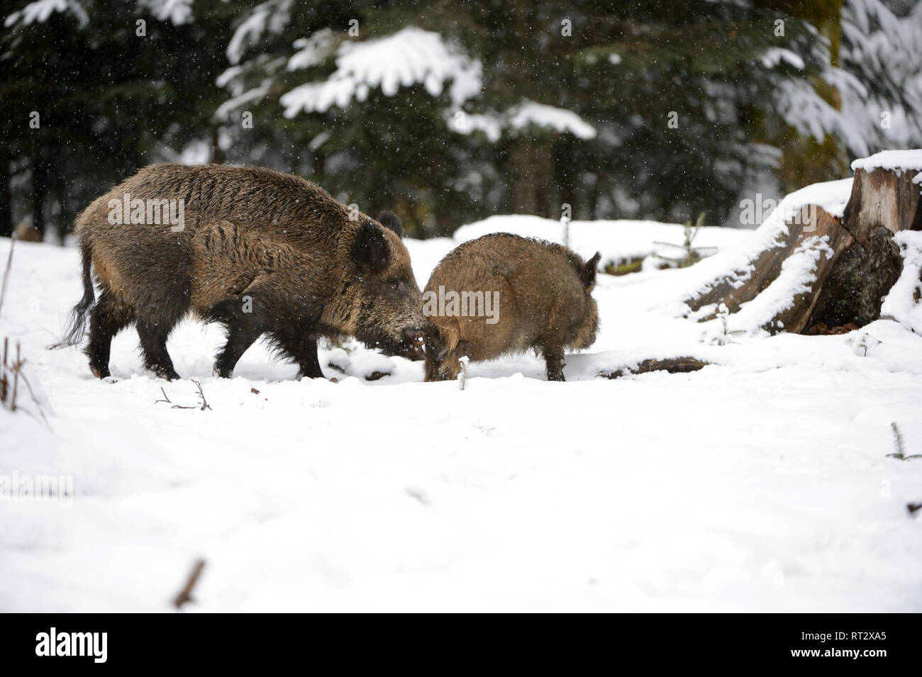 Hoofed ma hi-res stock photography and images - Alamy