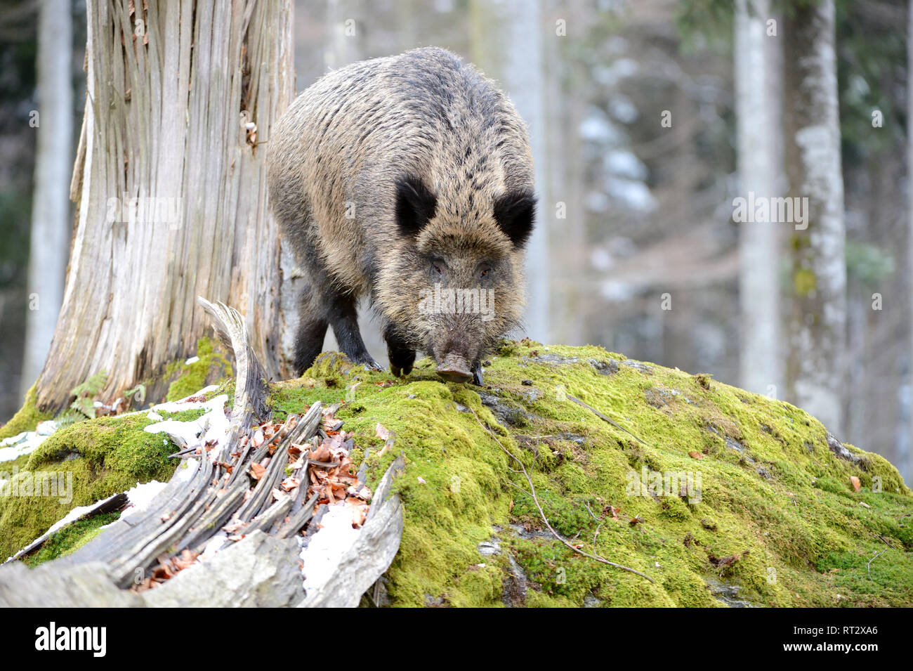 Pigs, real pigs, cloven-hoofed animals, sow, making a mess, making a ...