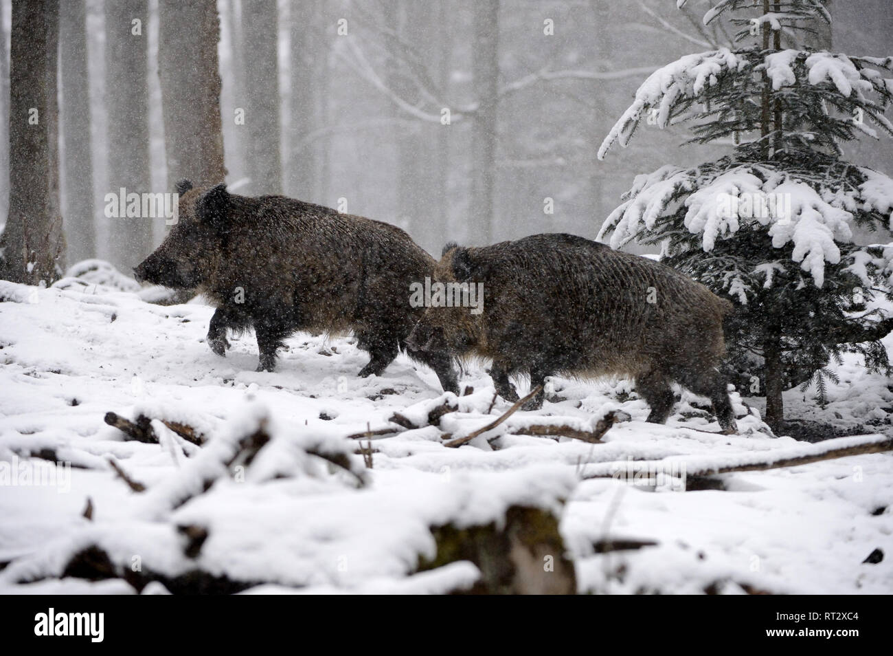 Pigs, real pigs, cloven-hoofed animals, sow, making a mess, making a ...