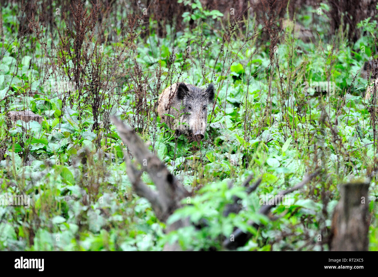Pigs, real pigs, cloven-hoofed animals, sow, making a mess, black smock ...