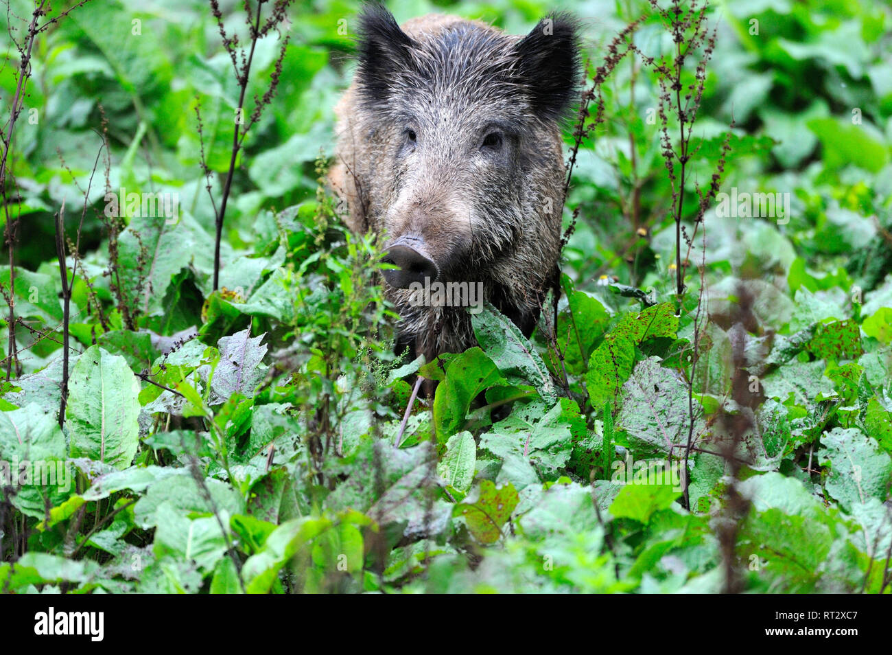Pigs, real pigs, cloven-hoofed animals, sow, making a mess, black smock ...