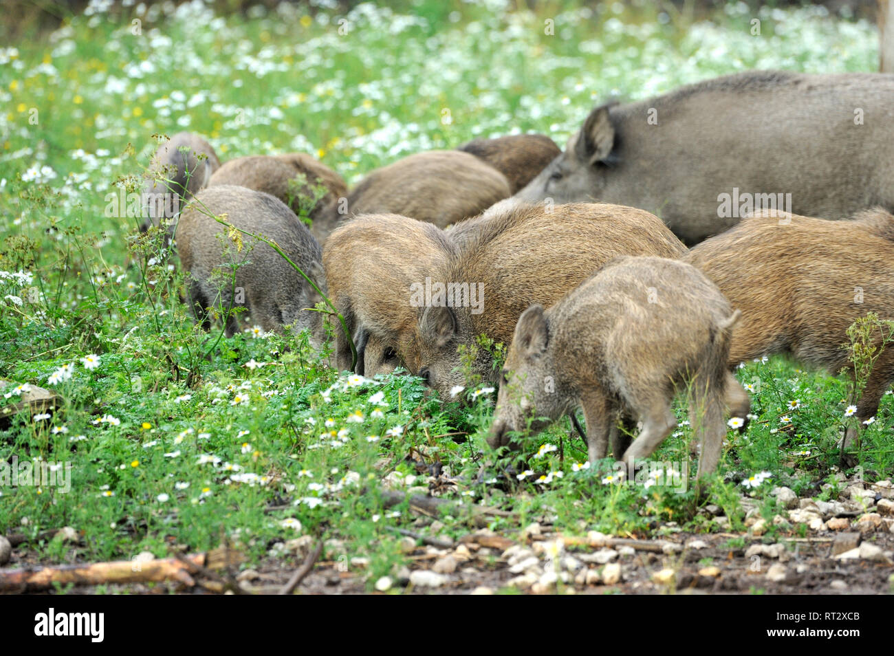 Pigs, real pigs, cloven-hoofed animals, sow, making a mess, black smock ...