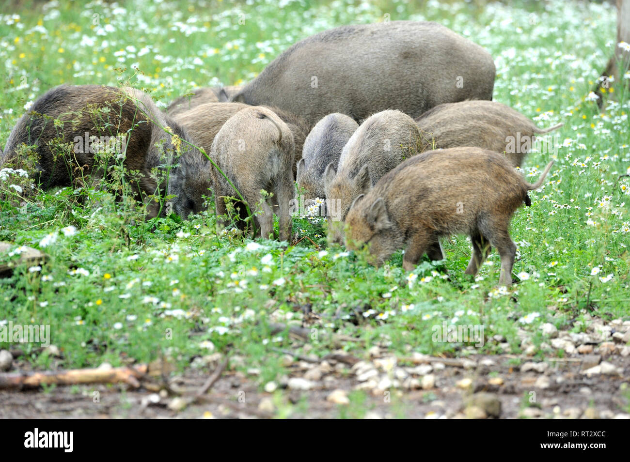 Pigs, real pigs, cloven-hoofed animals, sow, making a mess, black smock ...