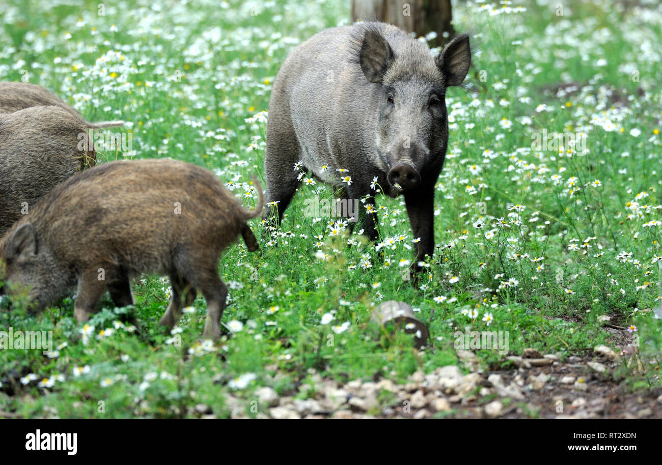Pigs, real pigs, cloven-hoofed animals, sow, making a mess, black smock ...
