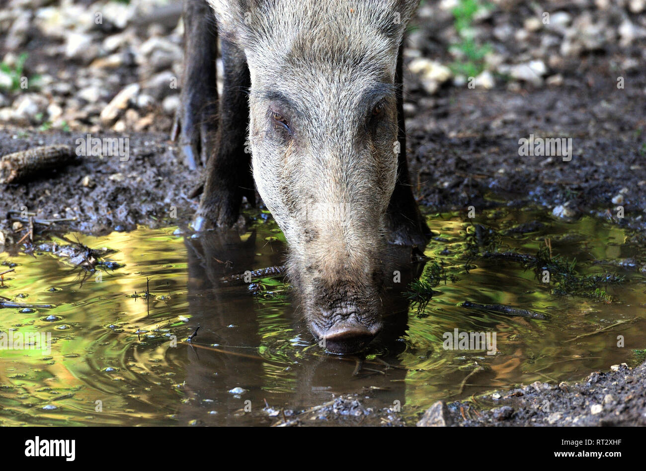 Pigs, real pigs, cloven-hoofed animals, sow, making a mess, black smock ...