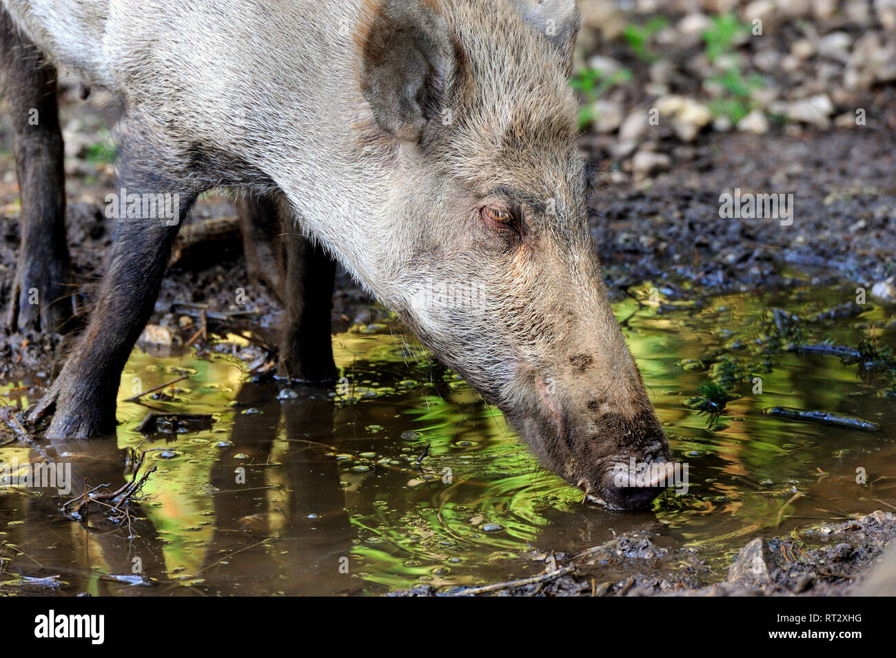 Pigs, real pigs, cloven-hoofed animals, sow, making a mess, black smock ...