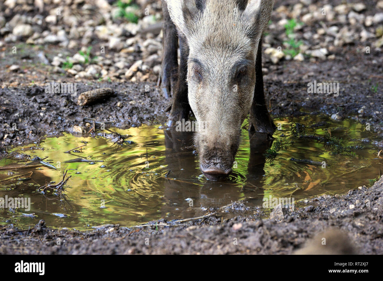 Pigs, real pigs, cloven-hoofed animals, sow, making a mess, black smock ...