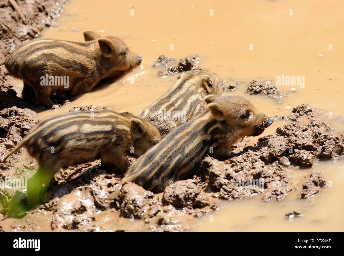 Pigs, real pigs, young wild boars, cloven-hoofed animals, sow, making a ...
