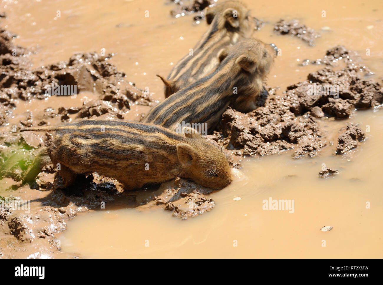 Pigs, real pigs, young wild boars, cloven-hoofed animals, sow, making a ...