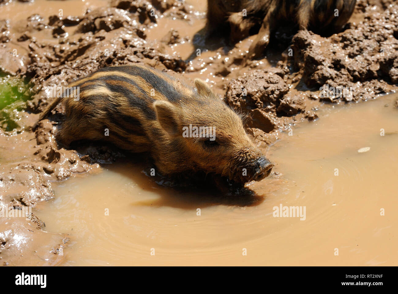 Pigs, real pigs, young wild boars, cloven-hoofed animals, sow, making a ...