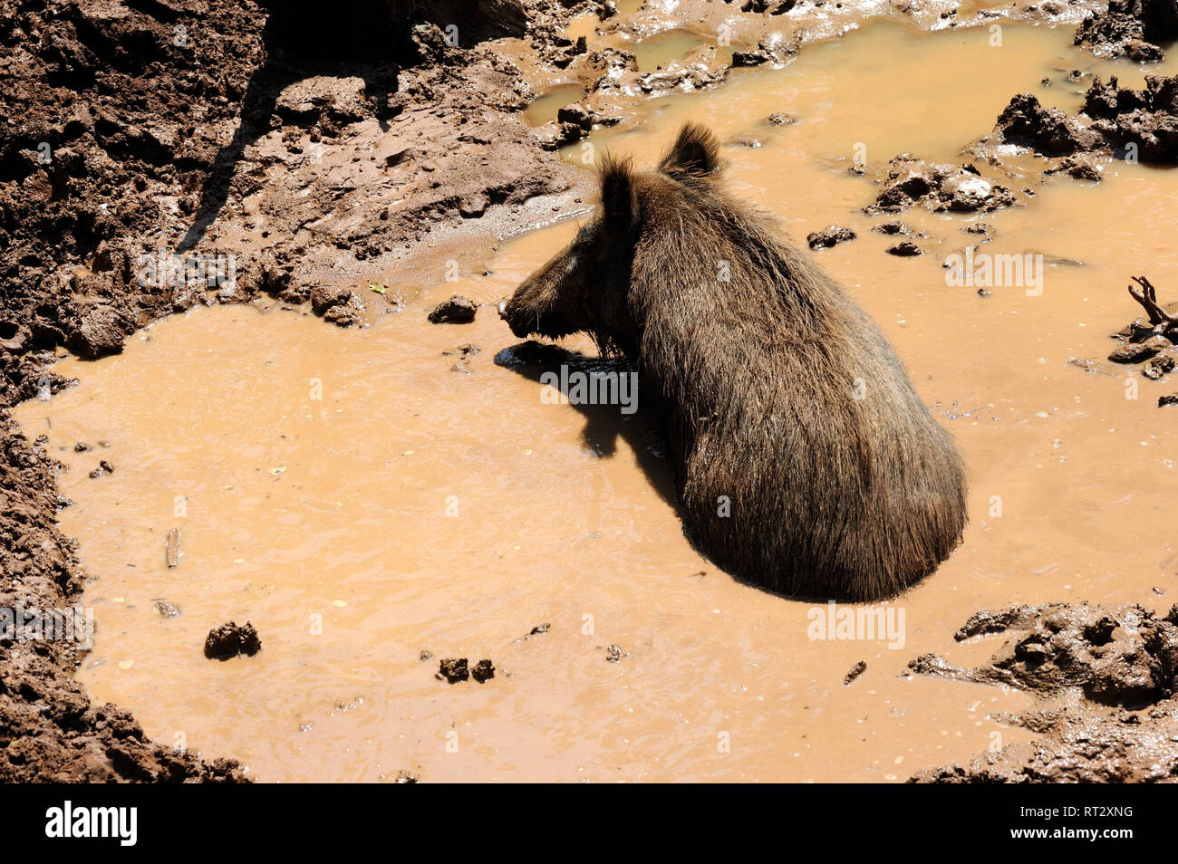 Pigs, real pigs, cloven-hoofed animals, sow, making a mess, making a ...